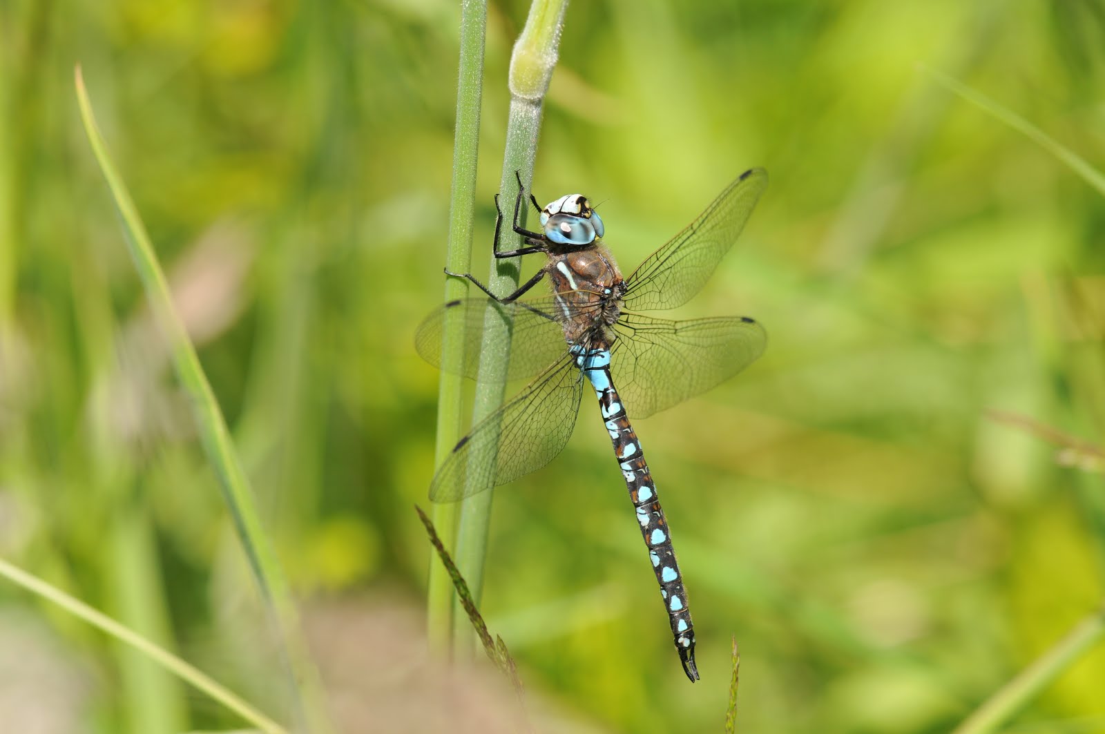The Dragonfly Whisperer: Species Spotlight: California Darner
