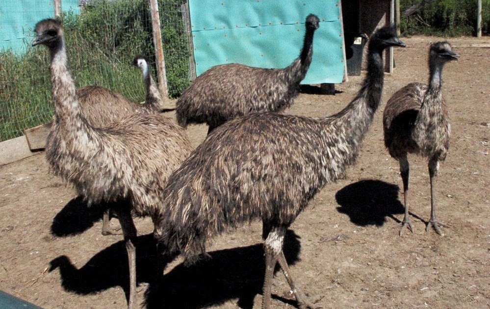 Download free EBook on how to raise Emu