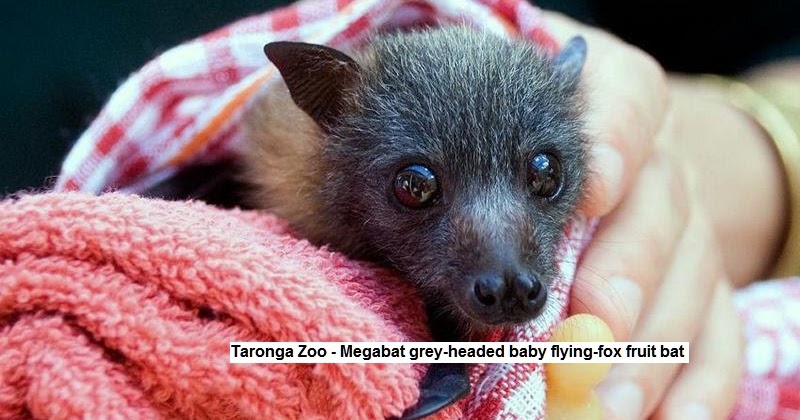 Taronga Zoo - Megabat grey-headed baby flying-fox fruit bat