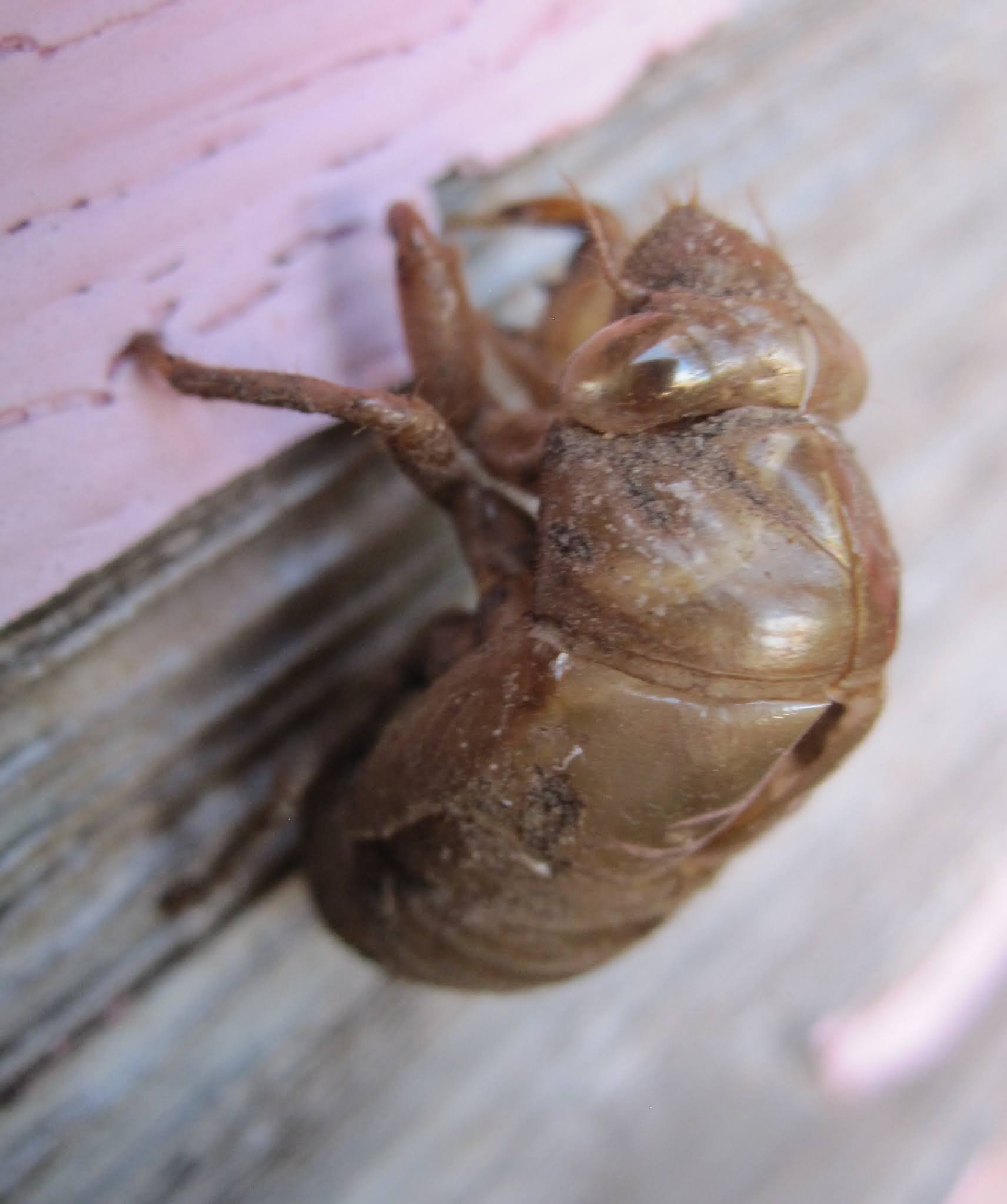 Faith_Family_Farm: The Cicada's Case