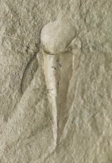 PALEO & GEO TOPICS: Comments by R. L. Squires: Hyolithus: a Cambrian ...