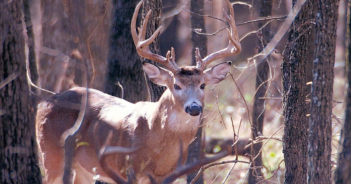Friends of Hagerman National Wildlife Refuge: Antlers!