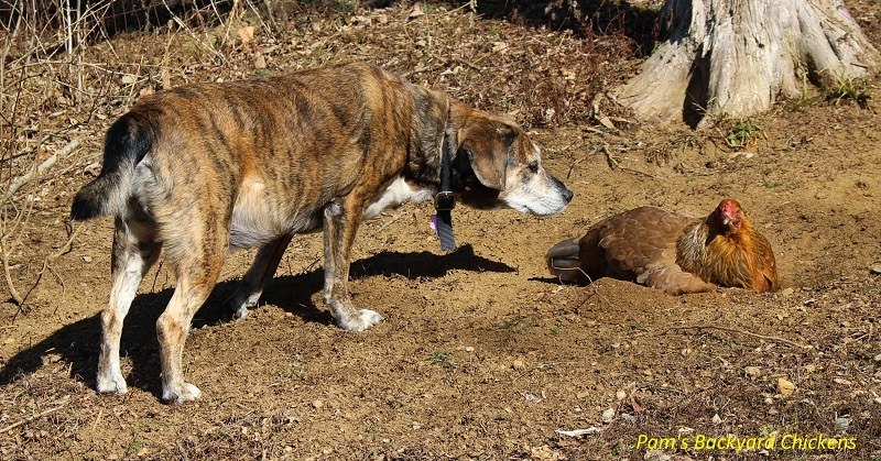 Pam's Backyard Chickens: Domestic Chicken Predators: Do Dogs and Cats ...
