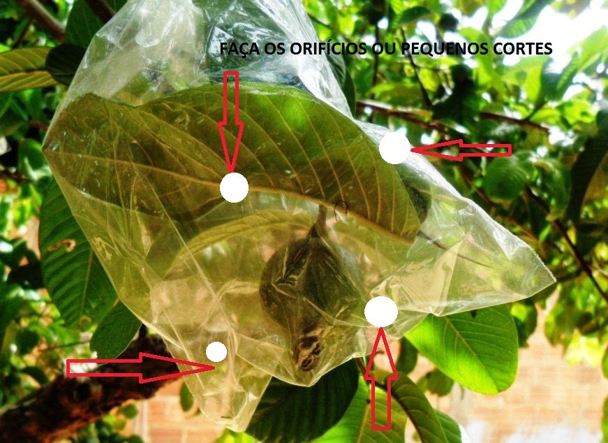 jml: É O BICHO BICUDO DA GOIABA!!!!