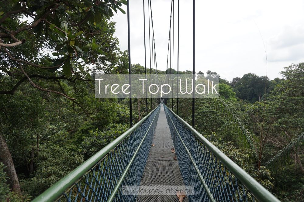 เที่ยวต่างประเทศด้วยตัวเอง: ไปเดินป่าสิงคโปร์กัน @Tree top walk ...