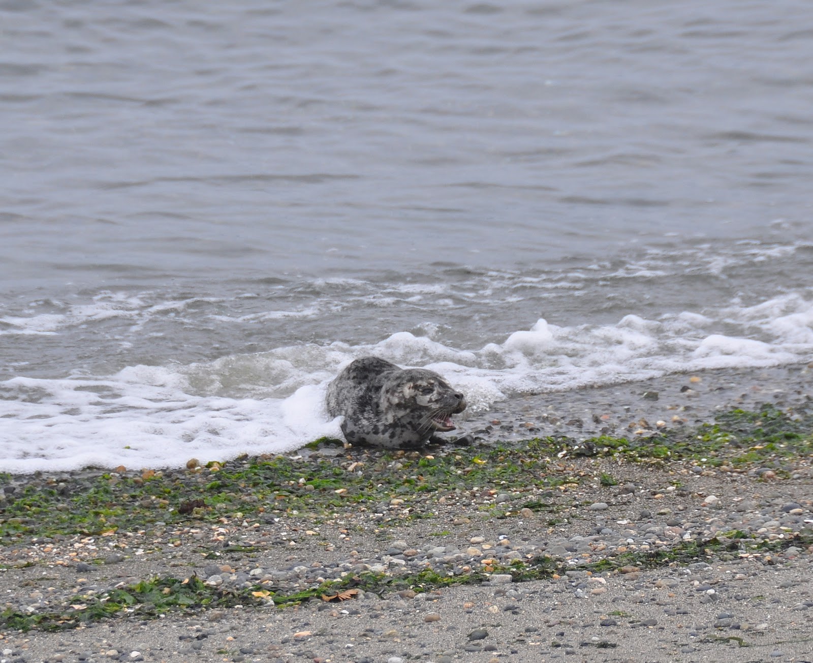 Buzz's Marine Life of Puget Sound: HARBOR SEAL PUPPING SEASON IN FULL SWING