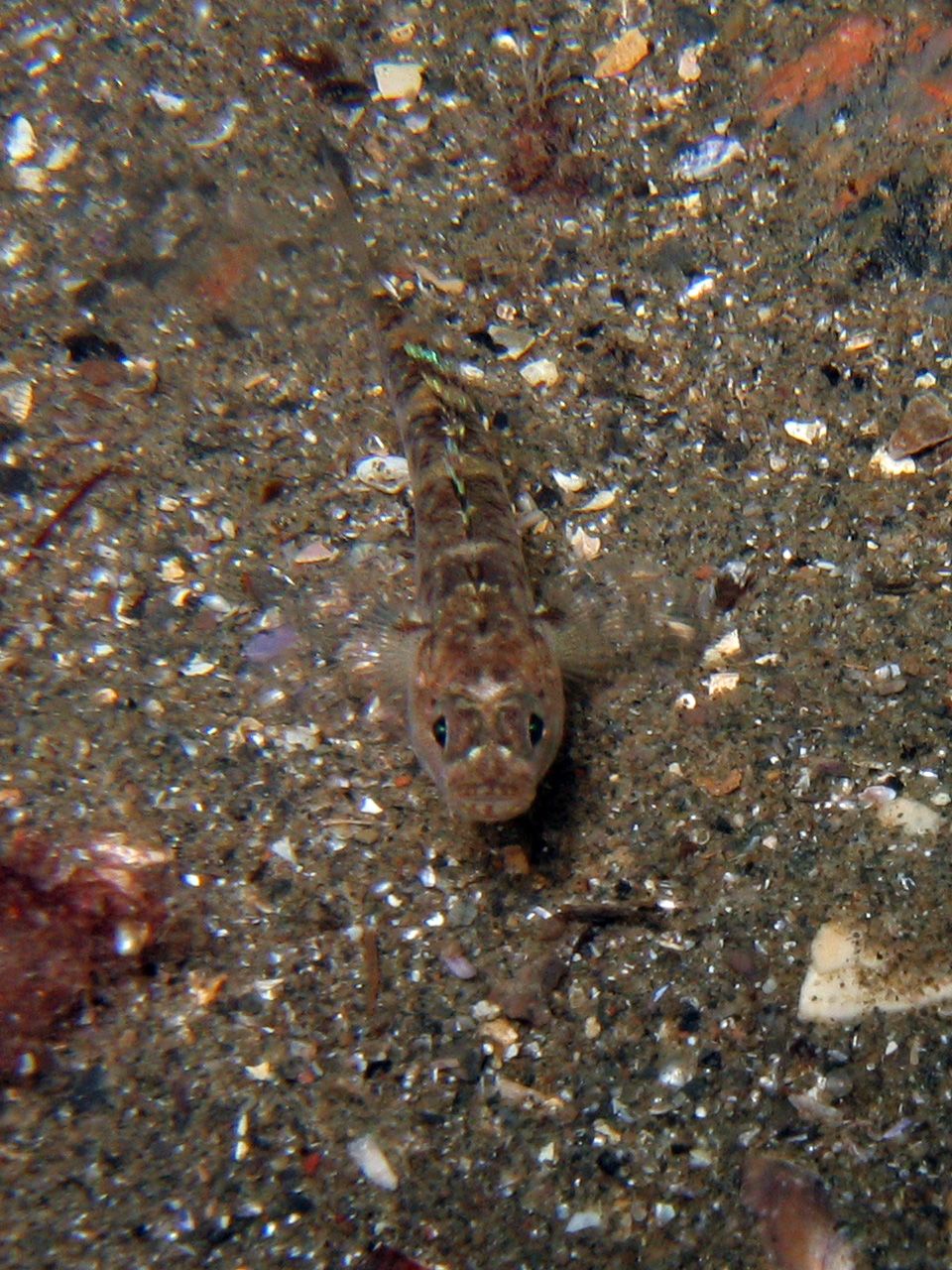 Virginia Tech Ichthyology Class : Anthropogenic Interference in Goby ...