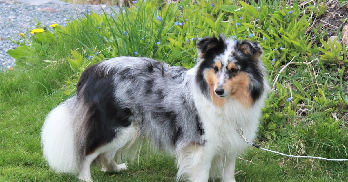 Kennel Designerline: Sheltie