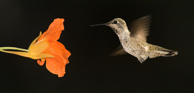 M. Raeder - Photography: Hummingbirds