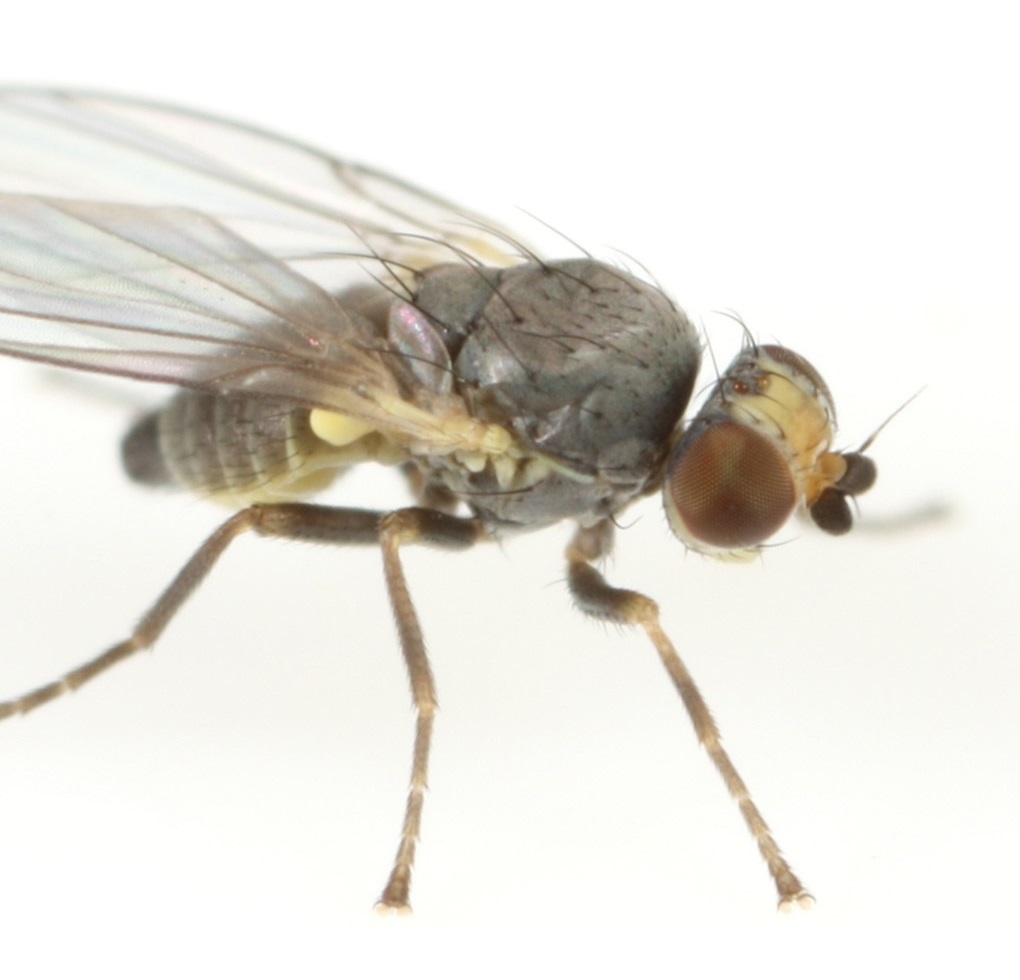 Species New to Science: [Entomology • 2021] Thirteen New Species of ...