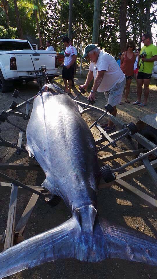 International Fishing News: NEW CALEDONIA: monster huge black marlin caught