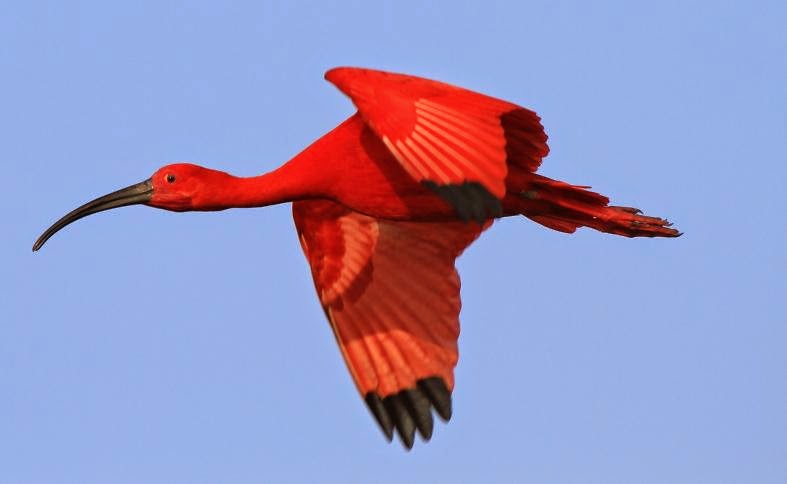 LUÍS AUGUSTO CASSAS: O GUARÁ