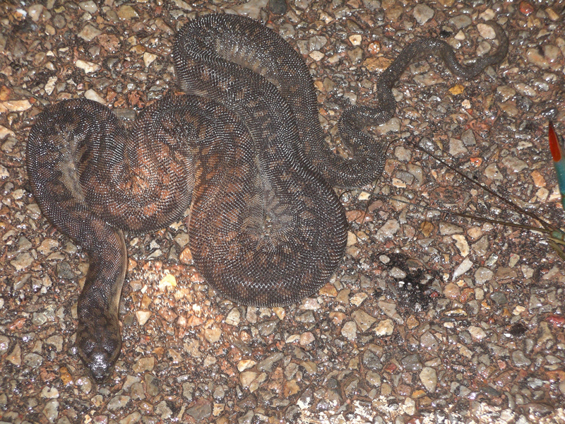 Arafura File Snake | Snakes