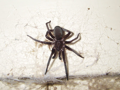 Ecographica: Fuzzy pictures of fuzzy spiders