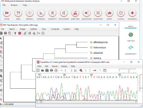 MEGA 7- Bioinformatics tool for phylogenetic analysis- How to download - TechSci