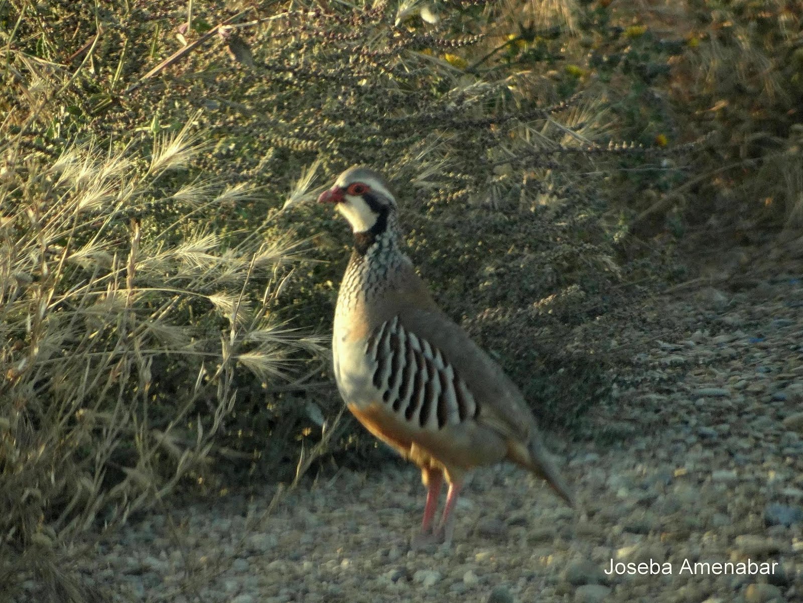HEGAZTIKLIK: PERDIZ COMÚN o ROJA (Alectoris rufa)