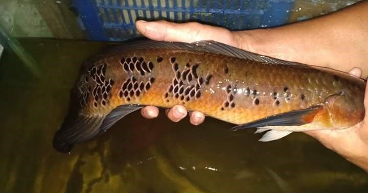 Channa Red Lokality Sampit dan Harga Jualnya di Pasaran - IWAK GALAK