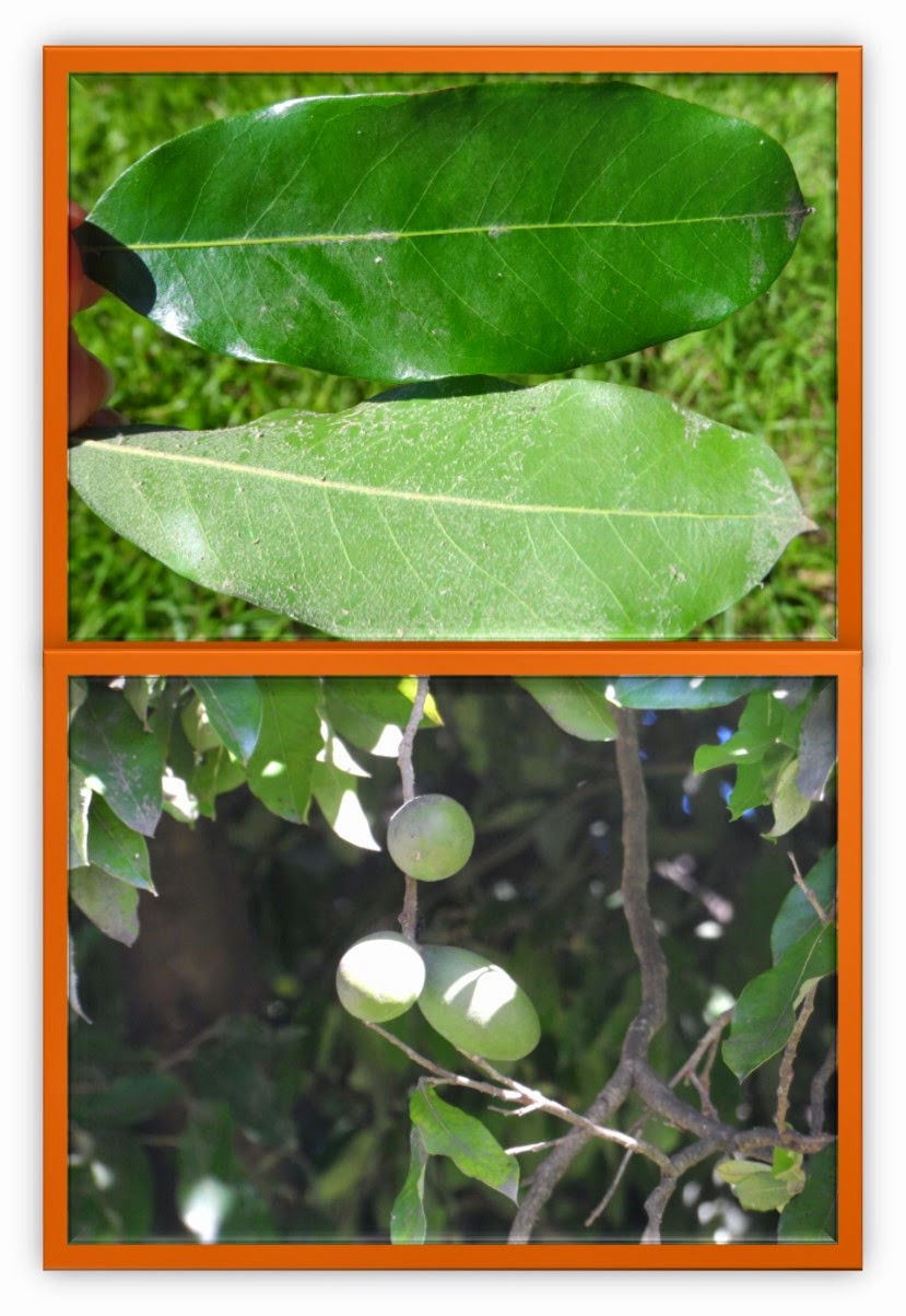 Oiti {Licania tomentosa (Benth.) Fritsch} | A planta da vez