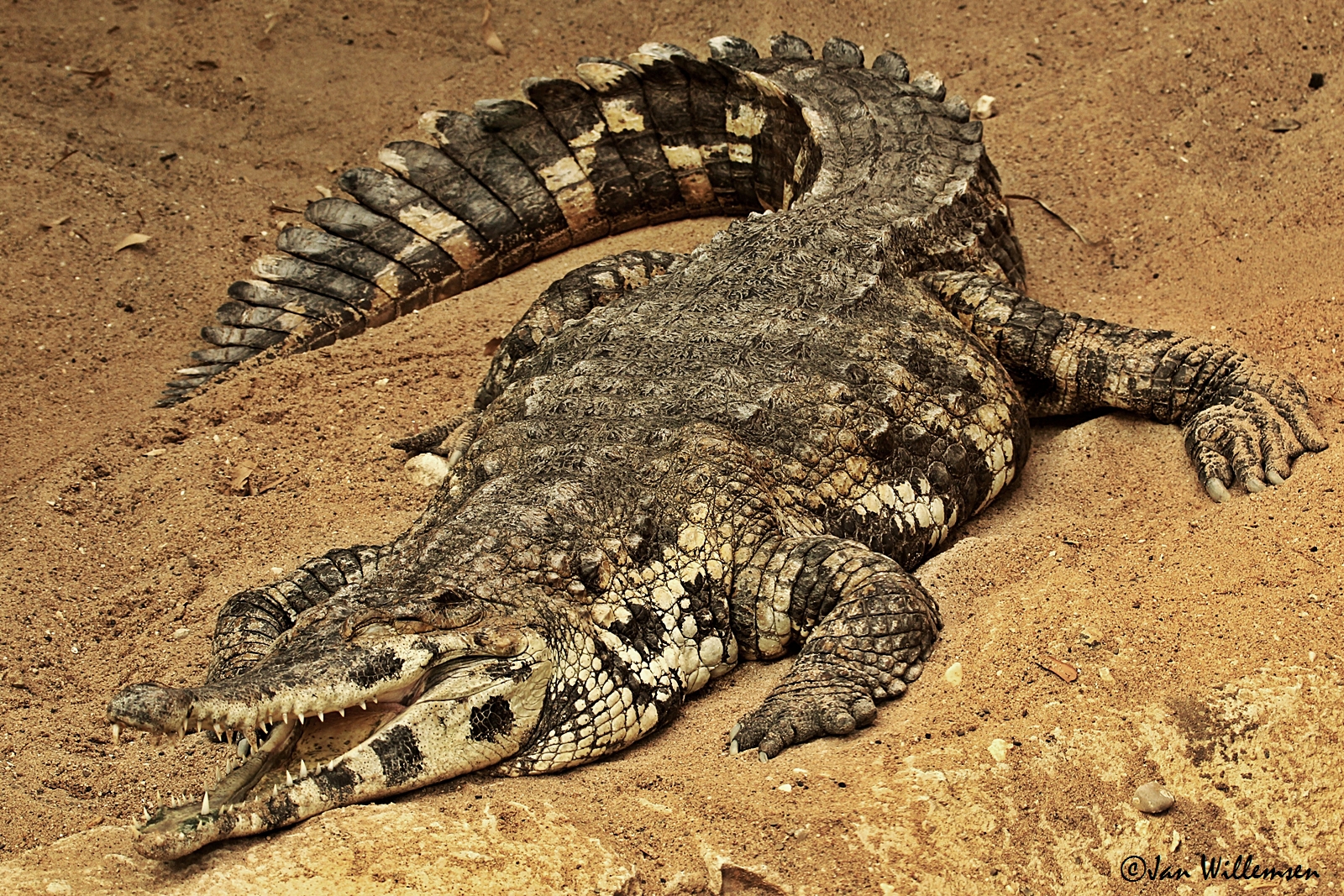 Jan Willemsen Fotografie: ZOO Blijdorp Rotterdam