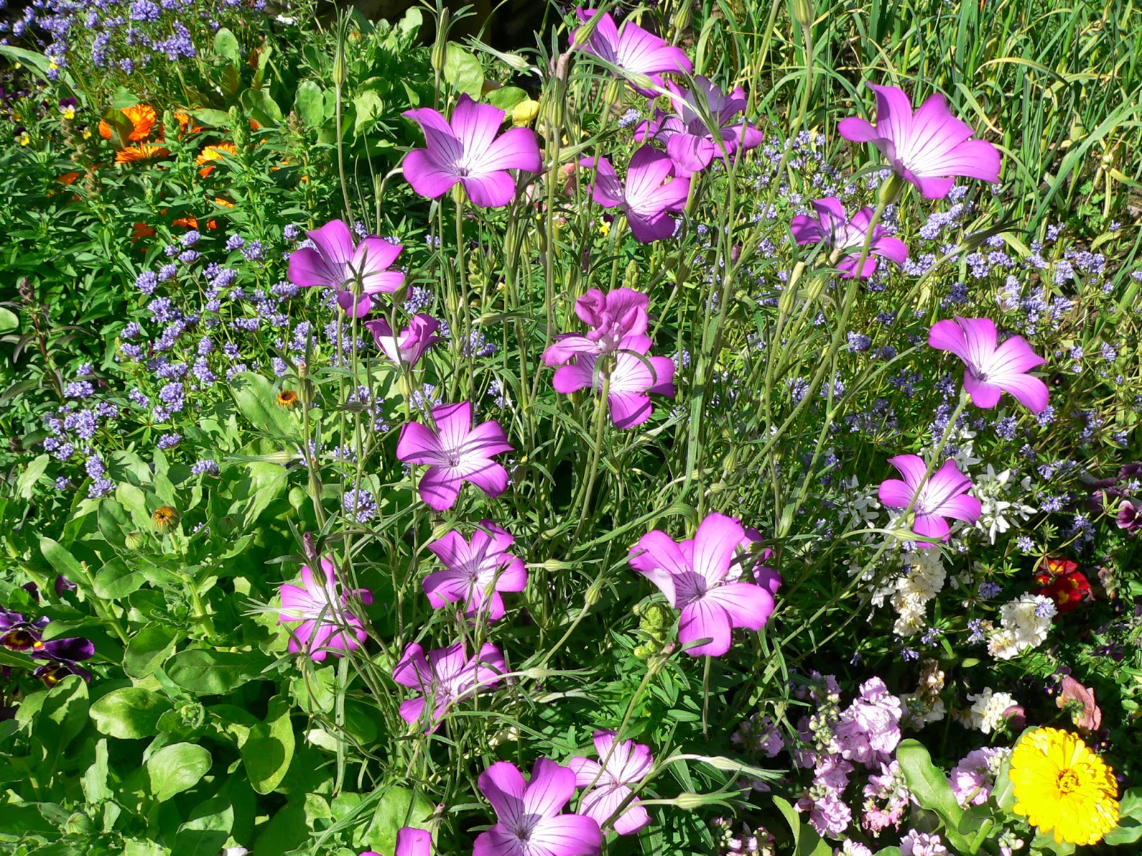 Aggregata Plants & Gardens: Spring has sprung in my Macedon garden 2013