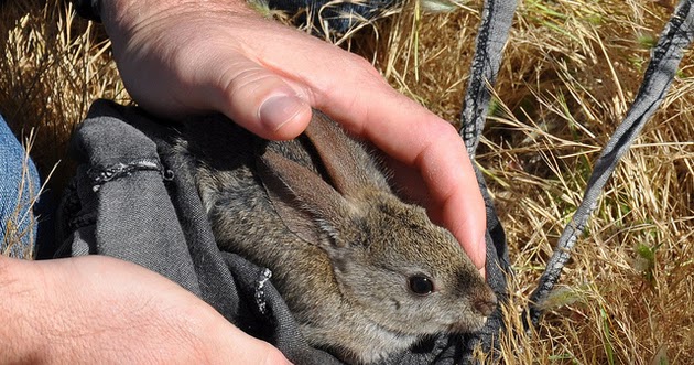 Group 8: The San Joaquin Riparian Bush Rabbit By David Murray