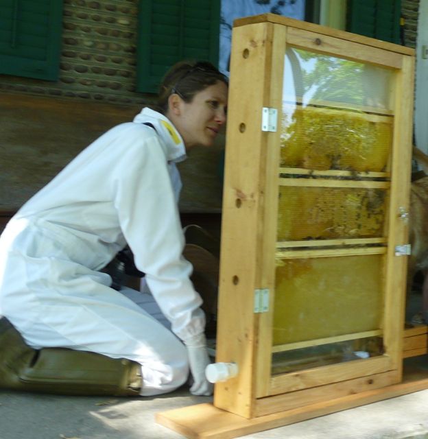 Building My Observation Hive