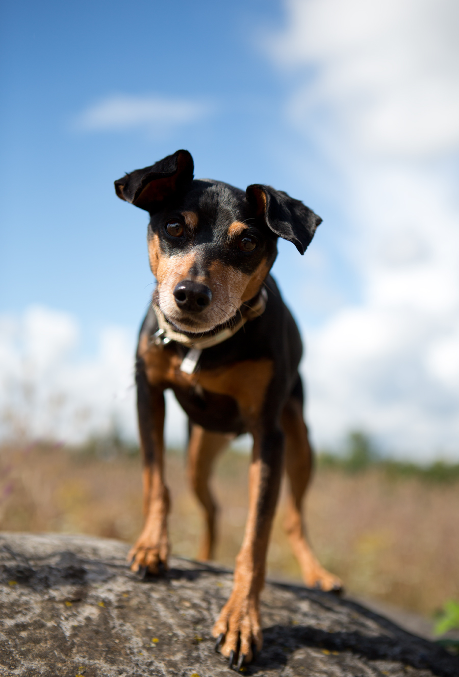 Shelter Dogs of Portland: "JONES" sociable little Min Pin mix