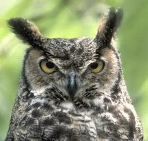 BIRO SUPRANATURAL NUSANTARA INDONESIA CAB. MANADO SULUT: BURUNG MANGUNI