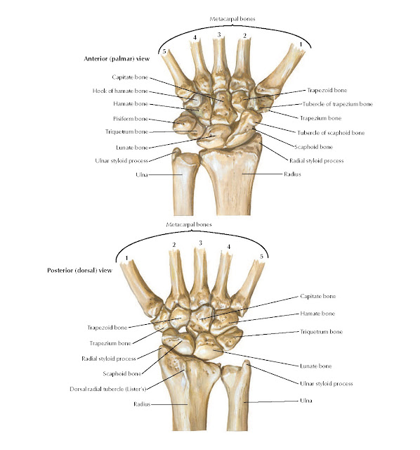 Carpal Bones Anatomy - pediagenosis