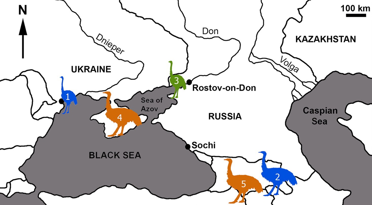 Species New to Science: [PaleoOrnithology • 2019] Pachystruthio ...