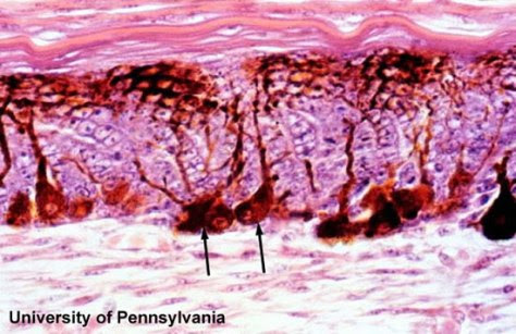 Iridología en valencia: septiembre 2020