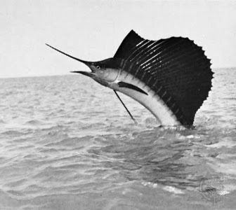 Fakta Unik Tentang Hewan - Coretan AA Anwar