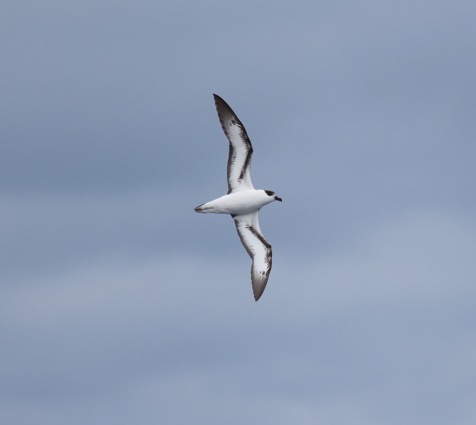 Photographicbirdlistomania: Black-capped Petrel (Pterodroma hasitata ...