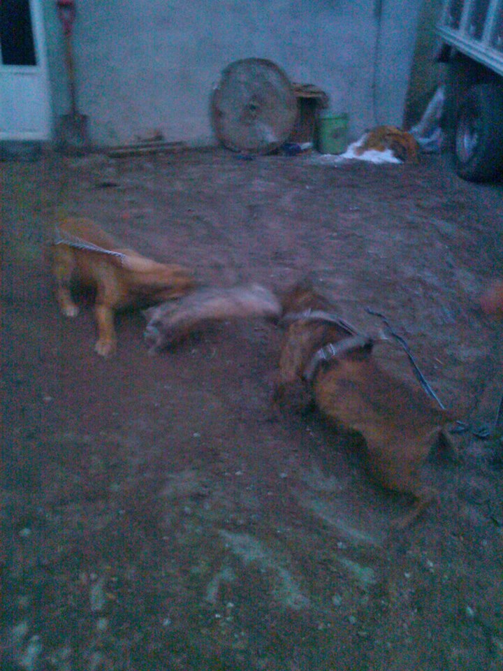 VIDEO, FOTOS, DATOS: El 'matagatos' de San Martín Texmelucan | anonypublico