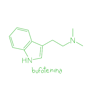 Bufotenina, la molecola allucinogena dei rospi (e non solo)