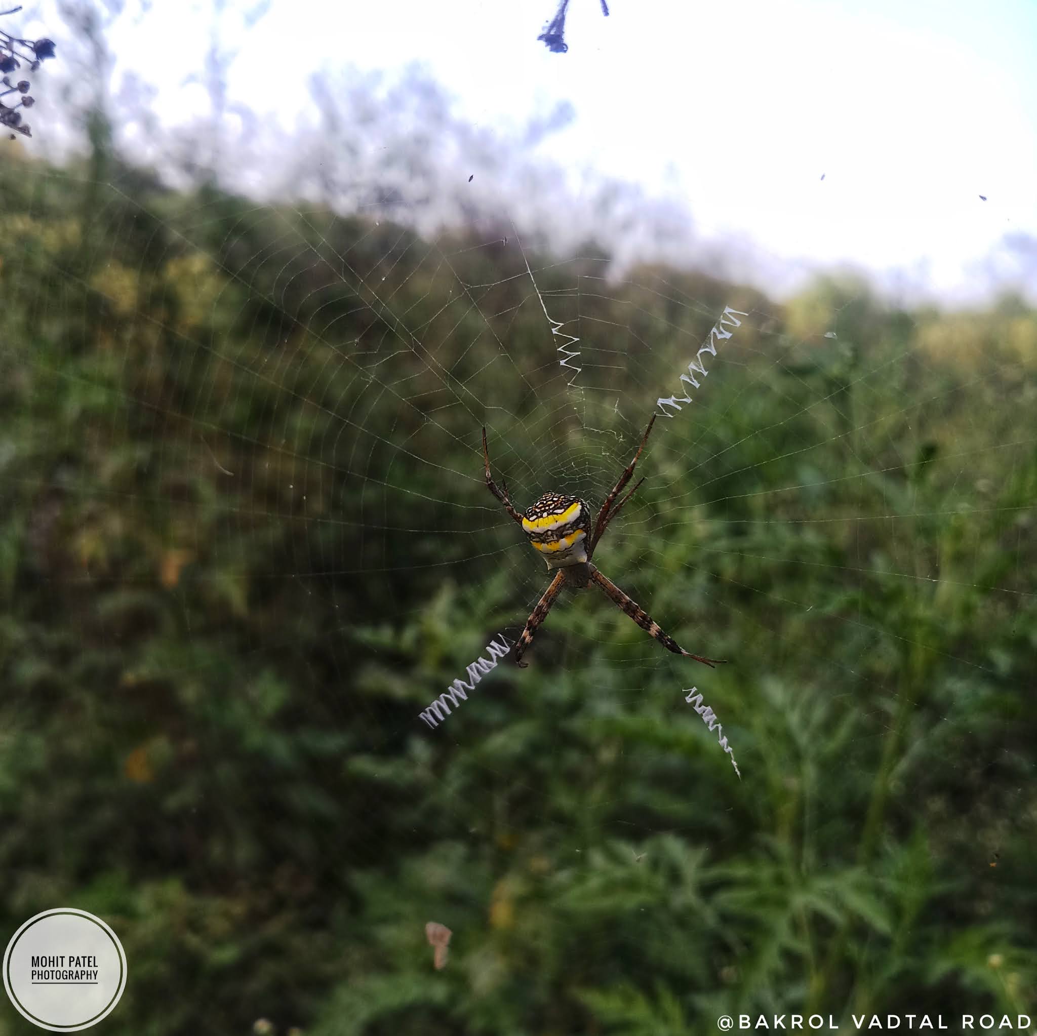 FACTS ABOUT SIGNATURE SPIDER : Argiope anasuja