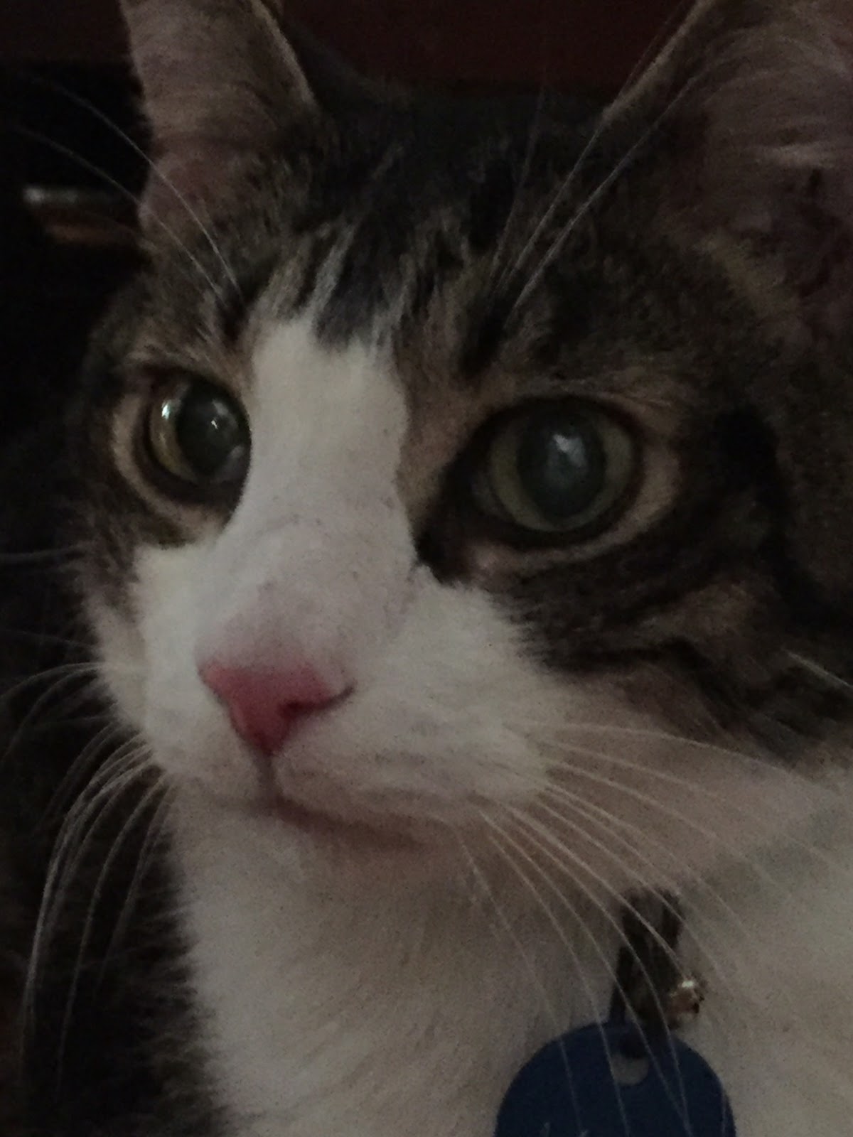 Cat Talk!: Our newest kitty, Snickers!