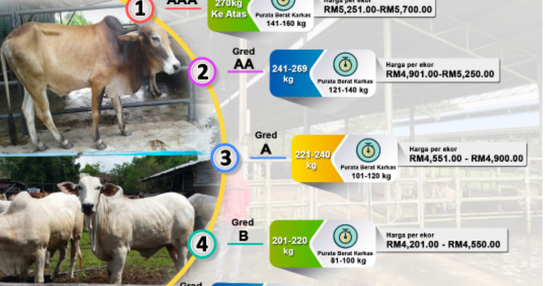 Pembekal Lembu dan Kambing Muslim: HARGA LEMBU MENGIKUT GRED