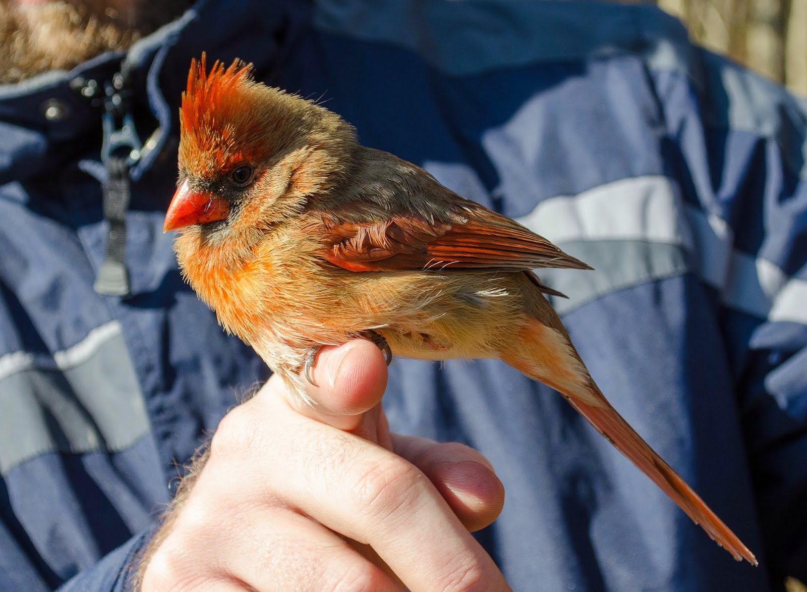 On the Subject of Nature: November 2014