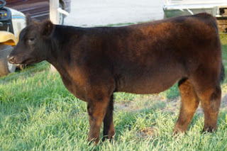 RCC Blog: MAB Calves
