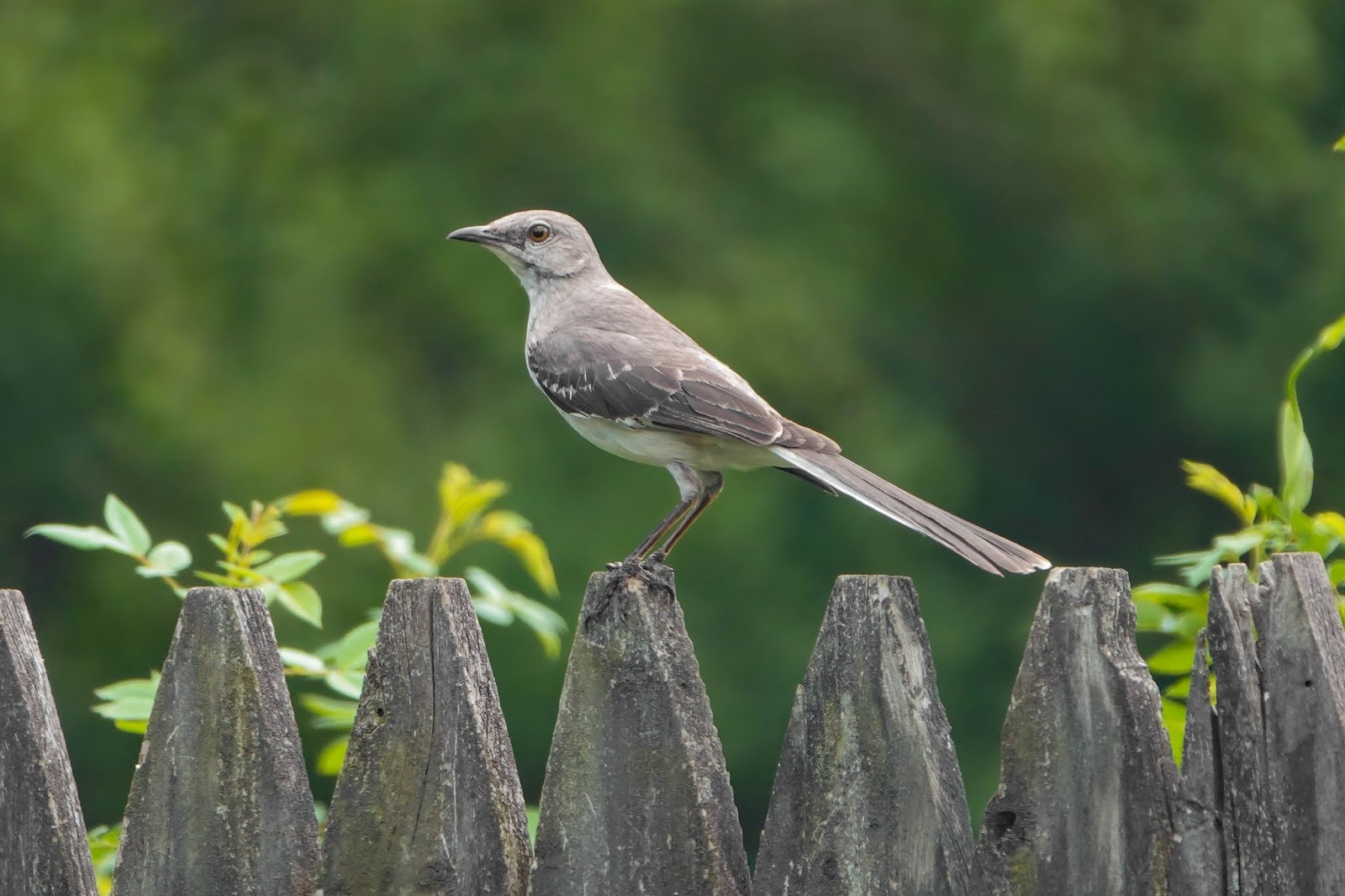 THE BIRD HOUSE: NORTHERN MOCKINGBIRD: 07/18/2020
