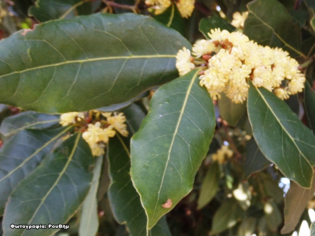 ΡΟΔΟΣυλλέκτης: Δάφνη: Ένα αρωματικό φυτό με θεραπευτικές δράσεις ...