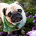 10 Reasons Why Your Pug Stares at You - Dog Red Line