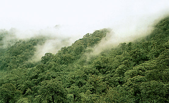 Aquascaping - Peru: La Selva Peruana