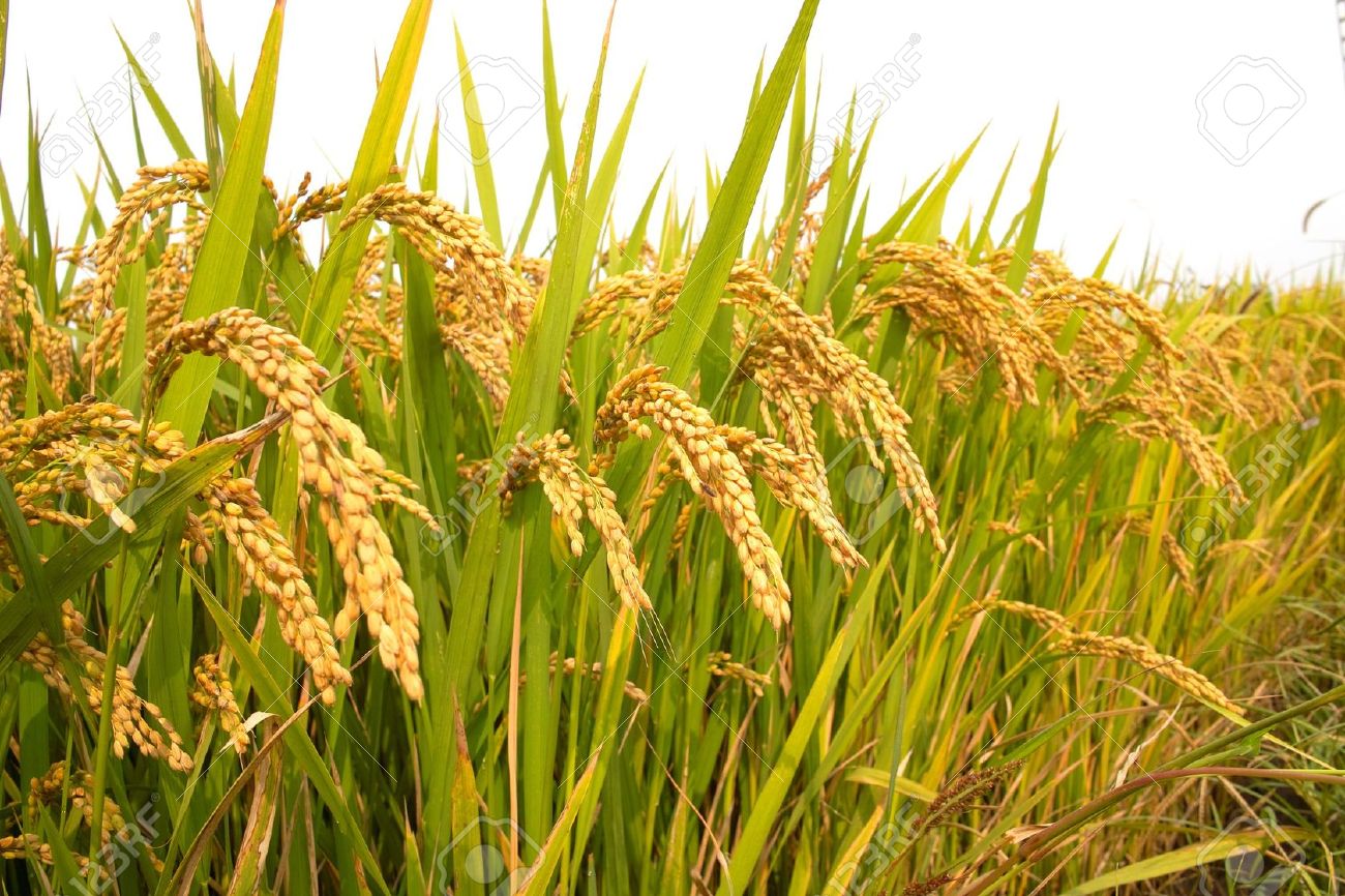 CULTIVATION AND DISEASE MANAGEMENT IN PADDY