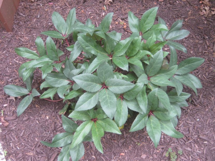 Future Plants by Randy Stewart: Helleborus