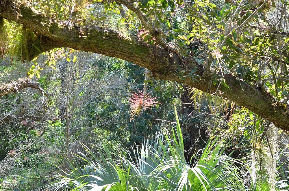Space Coast Wildflowers: Turkey Creek Sanctuary, March 2, 2014