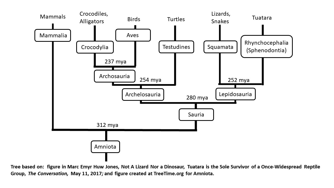 Fossils and Other Living Things: Tuatara, One of a Kind Survivor