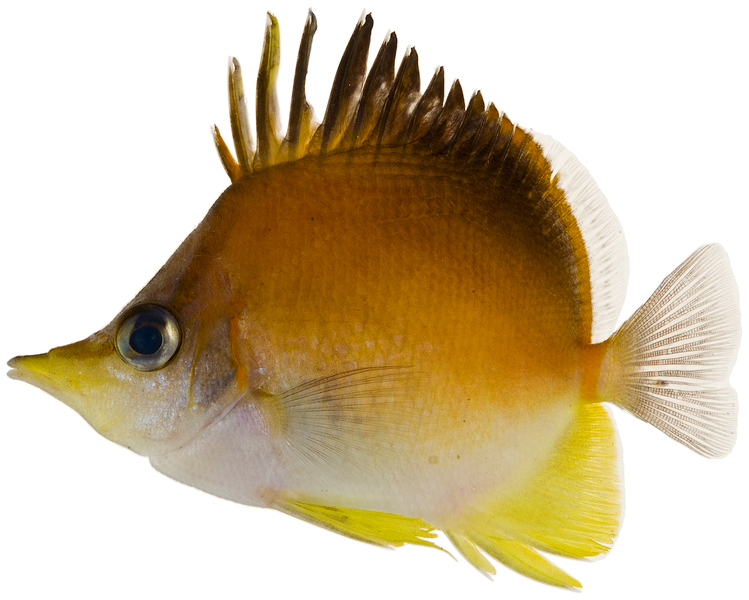 Artes de Pesca: LOS PECES MARIPOSA