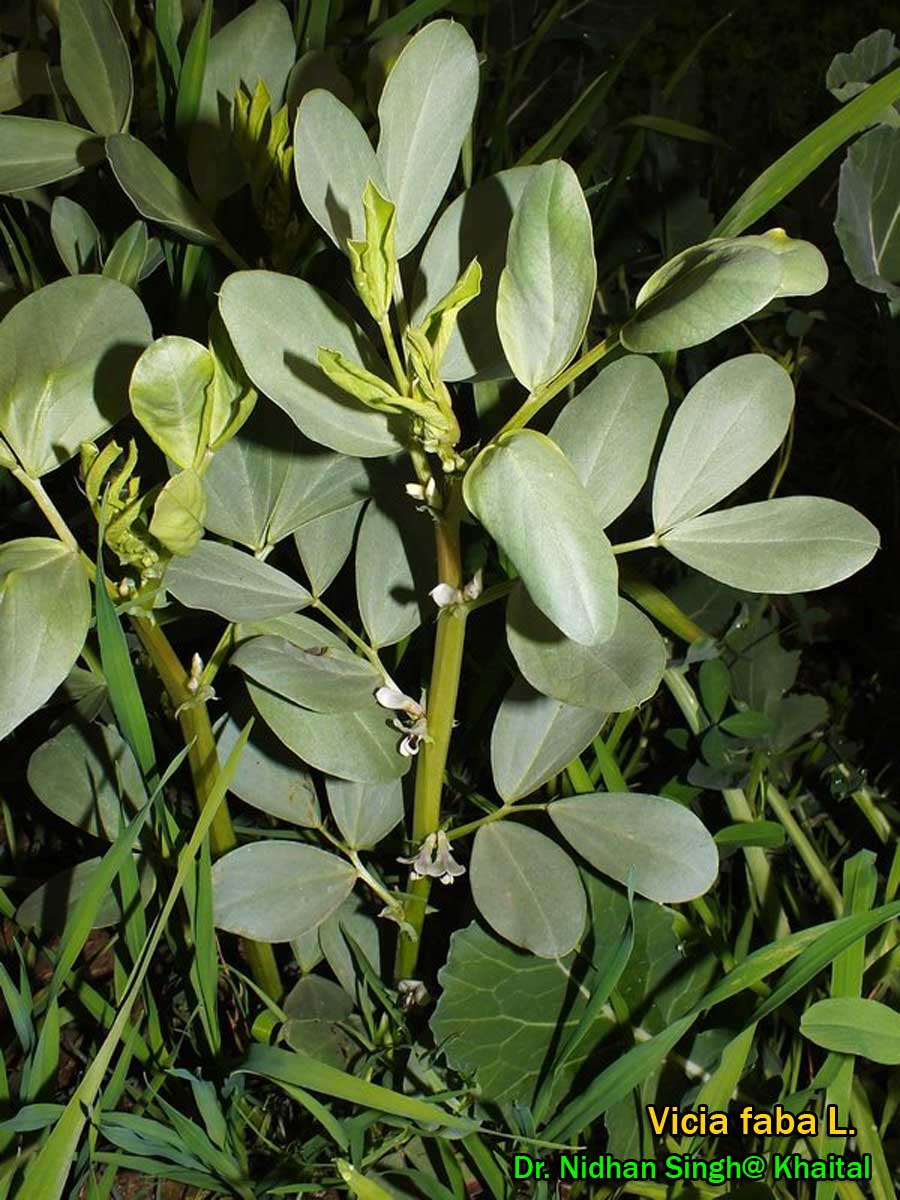 Medicinal Plants: Vicia faba, Broad beans